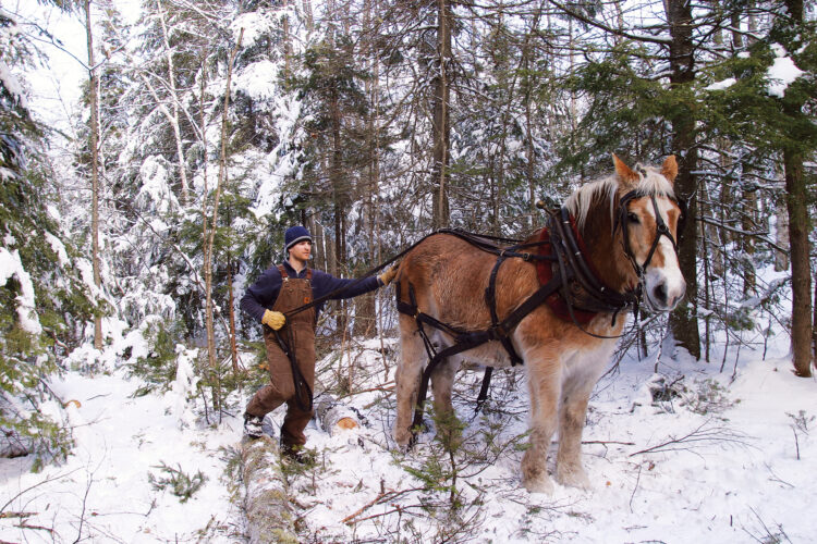 Modern Logging with Horses – Mother Earth News